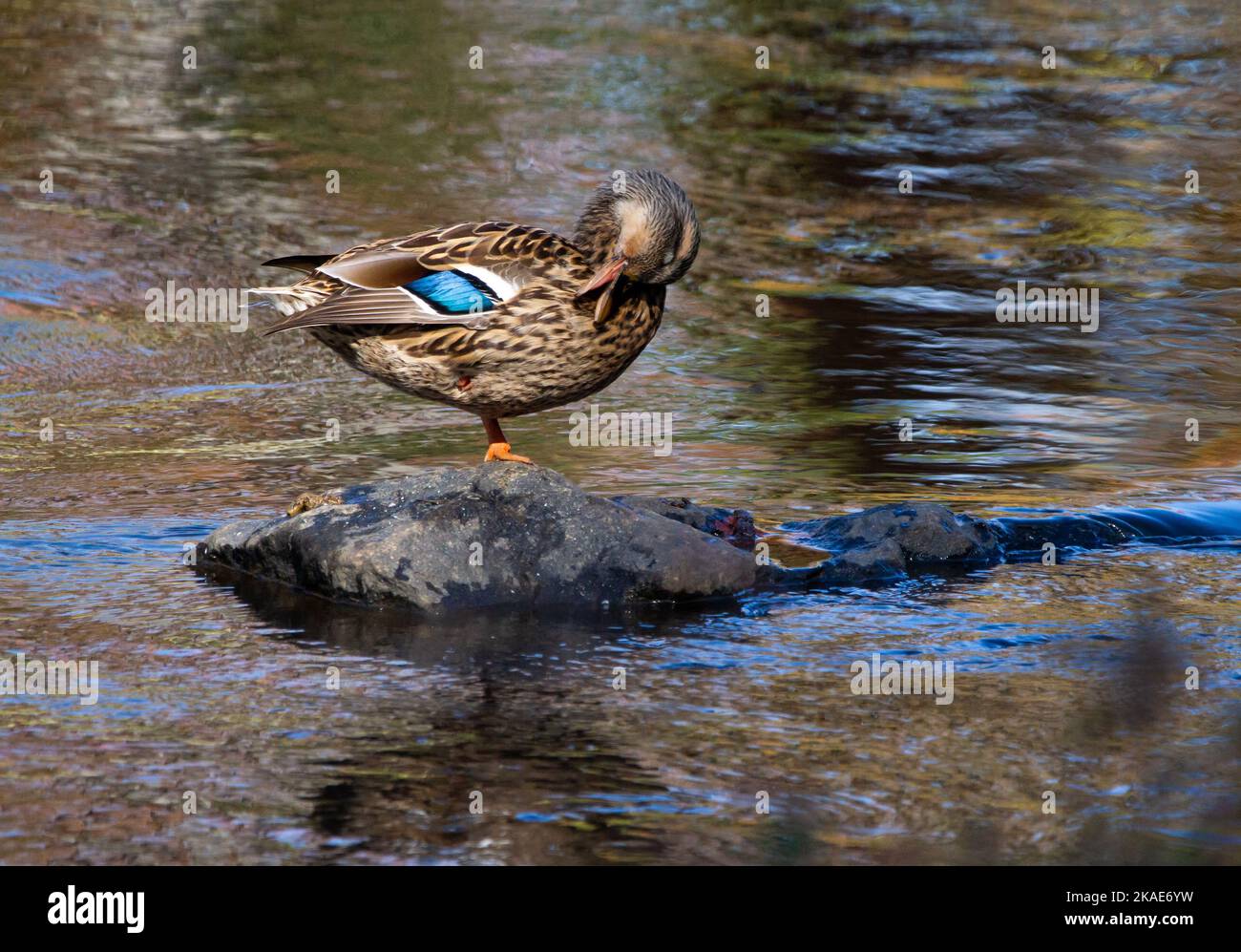 A female Mallard duck preens on a rock in a stream reflecting changing ...