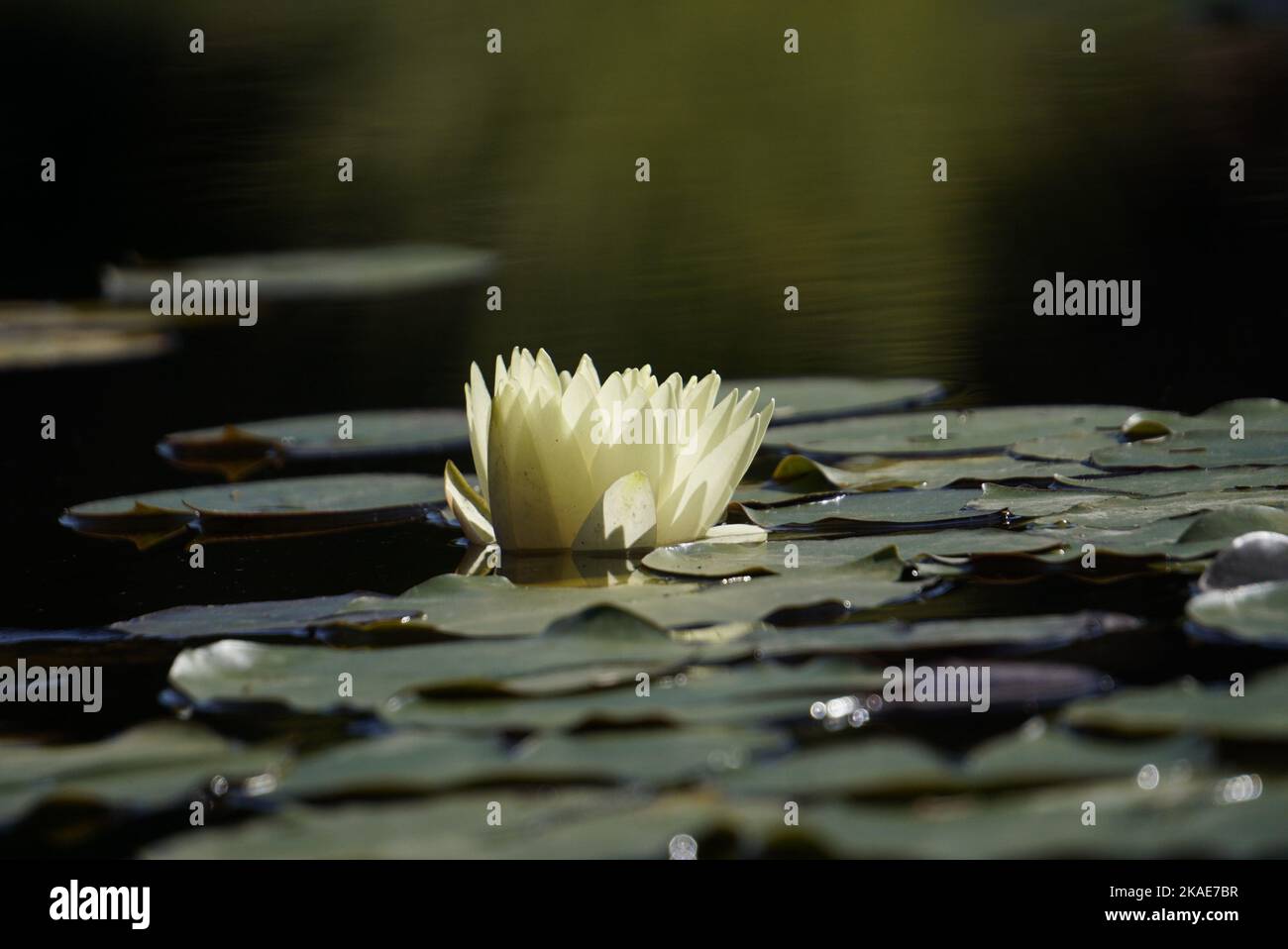 White nymphaea tetragona hi-res stock photography and images - Alamy