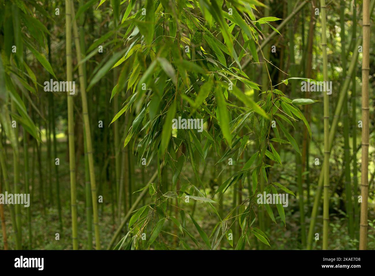 Bamboo trunks hi-res stock photography and images - Alamy
