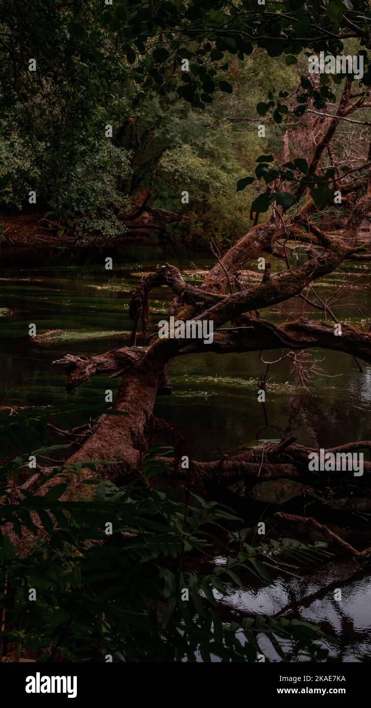 The beautiful natural scene of the fallen tree on the river, vertical ...