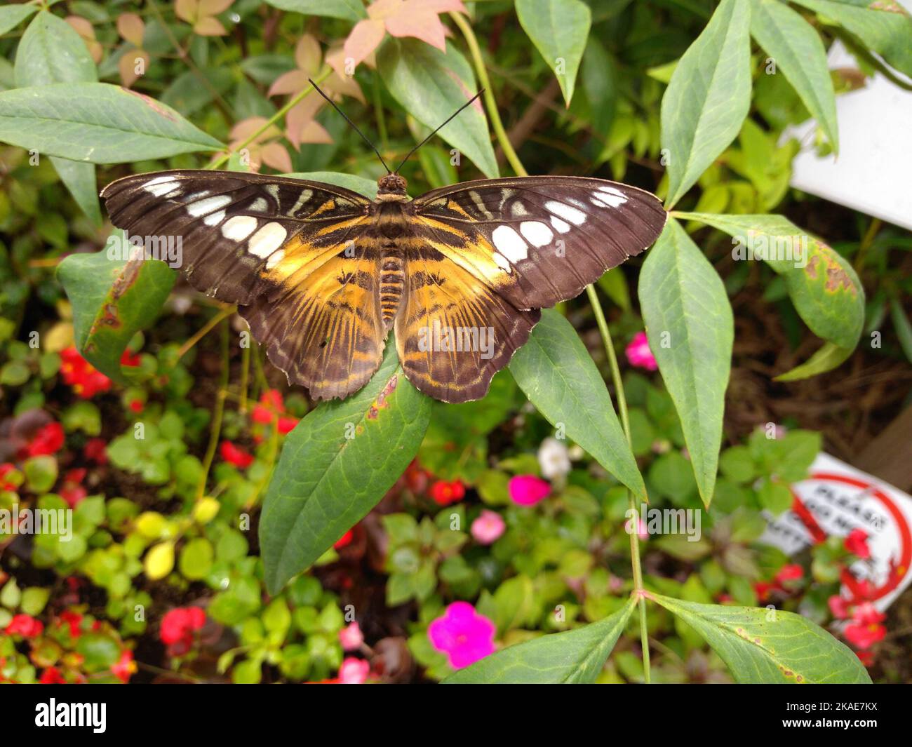 A closeup on colorful tropical Clipper butterfly, Parthenos sylvia ...