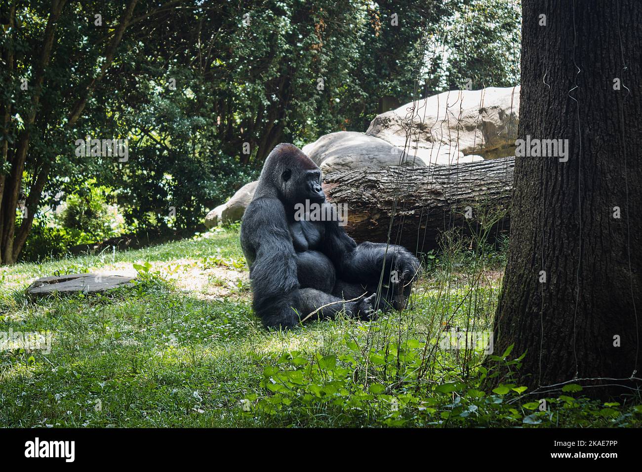 Zoo atlanta silverback gorilla hi-res stock photography and images - Alamy