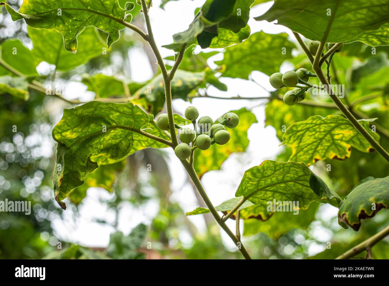 A closeup shot of a turkey berry plant growing on a forest Stock Photo ...