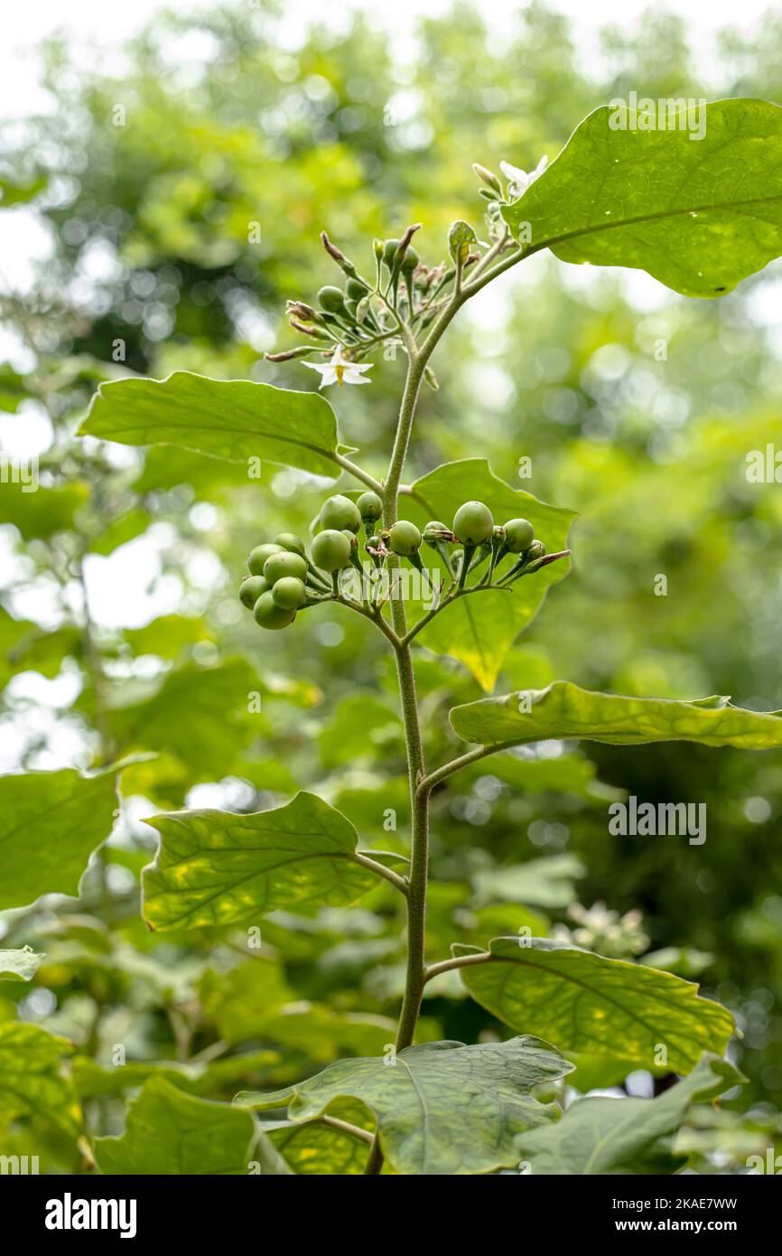 Turkey berry grow hi-res stock photography and images - Alamy