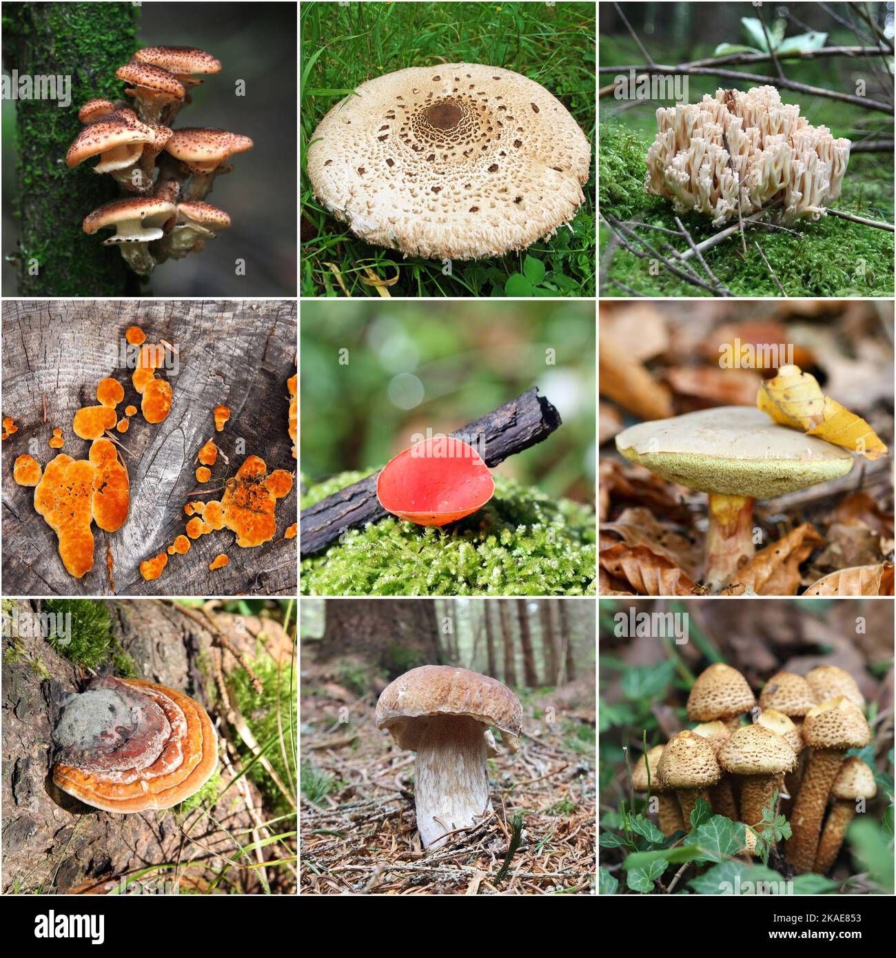 Mushroom collage: Armillaria mellea, parasol, Ramaria mairei, red ...