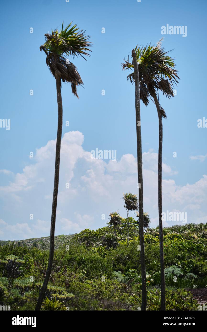 A vertical shot of Coconut Trees with Blue Sky in Tropical Jungle Stock ...