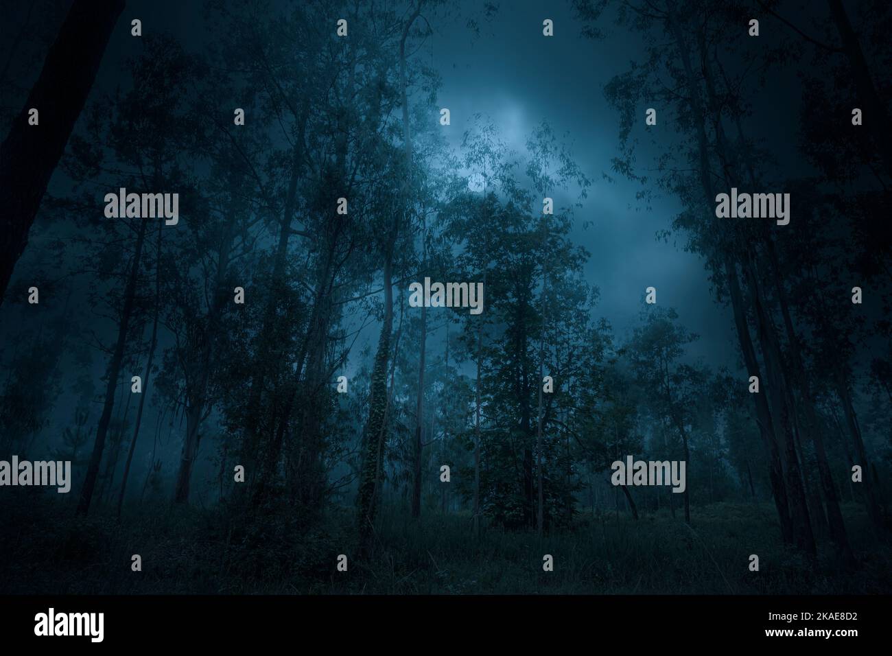 Cloudy and foggy full moon night in the woods Stock Photo - Alamy