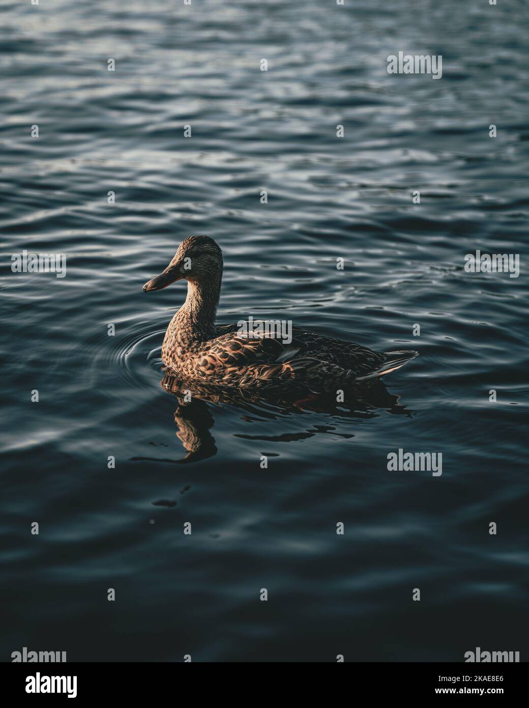 A duck swimming alone in the river Stock Photo - Alamy