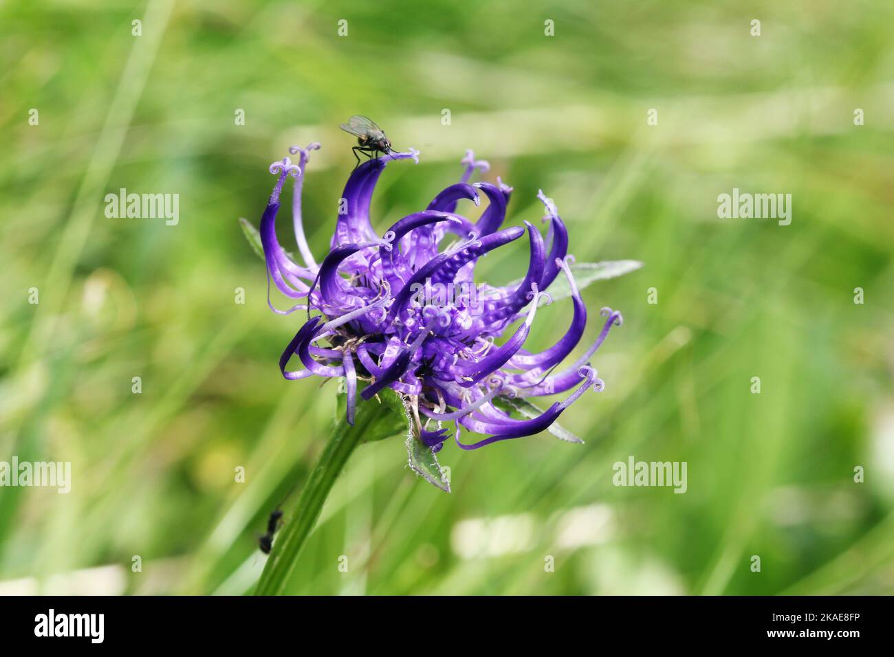 Alpine flora: round-headed rampion (Phyteuma orbiculare Stock Photo - Alamy
