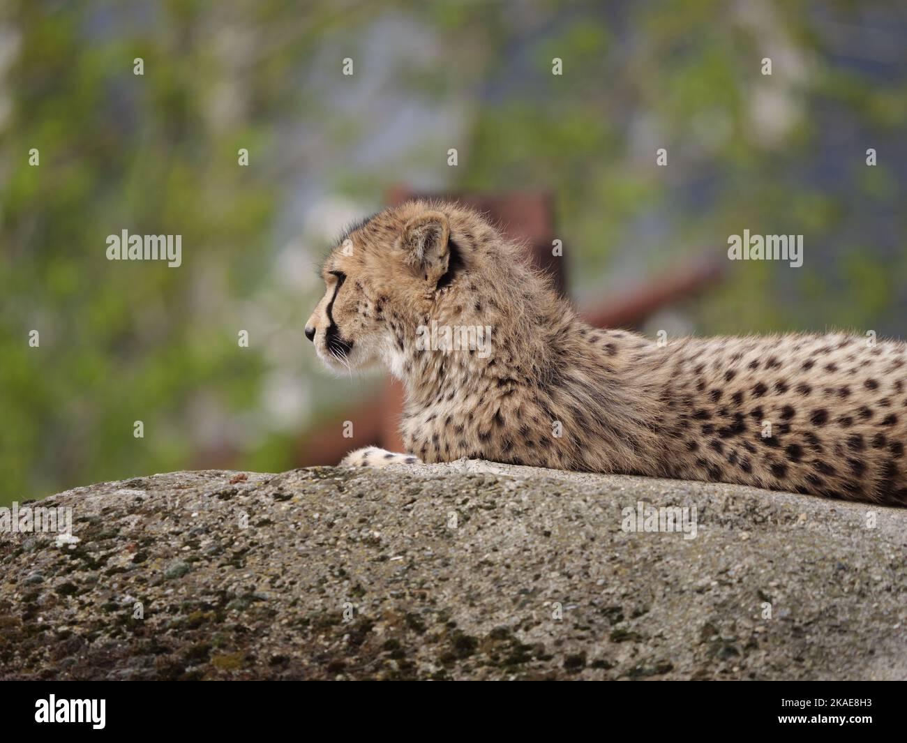 A beautiful Southeast African cheetah lying on the rock in nature ...