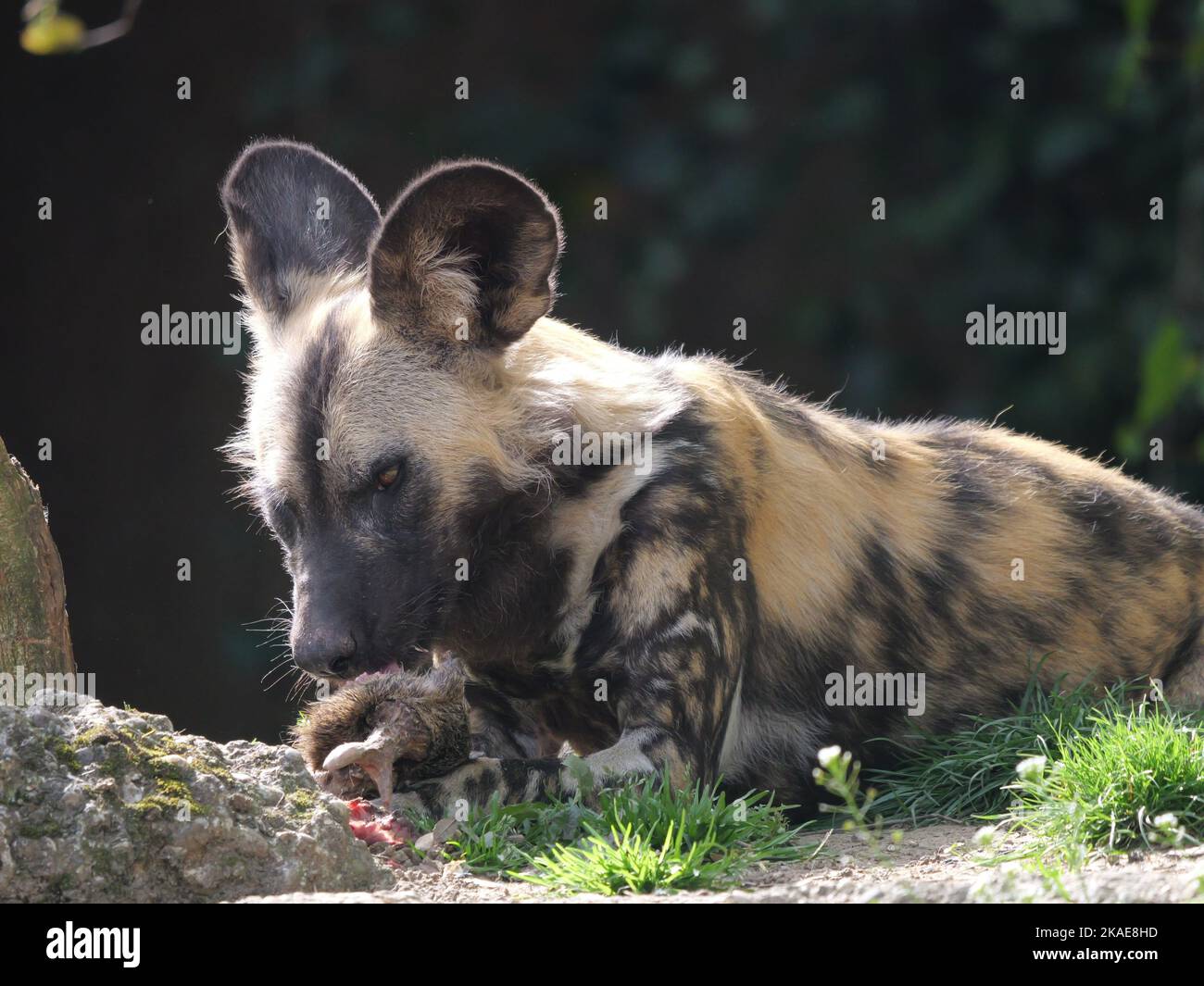 African wild dog eating hi-res stock photography and images - Alamy