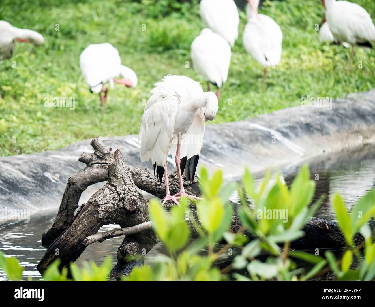 Siberian cranes hi-res stock photography and images - Alamy