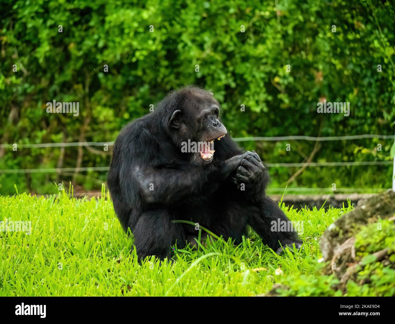A shallow focus shot of a Chimpanzee with an open mouth sitting on the ...