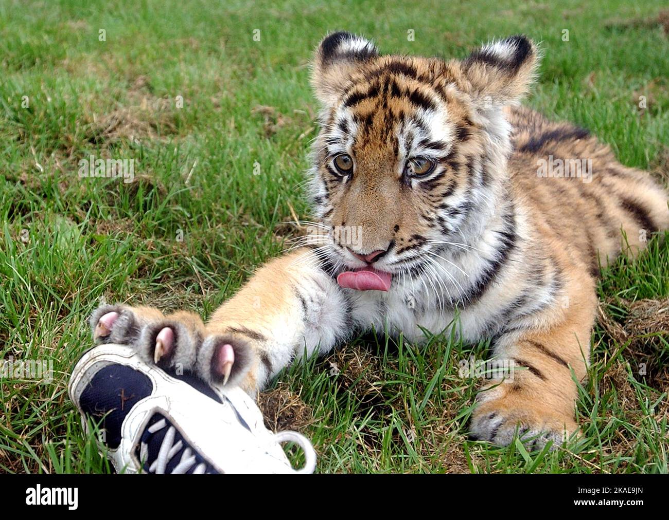 BABY SIBERIAN TIGER SHOWS THE PHOTOGRAPHER HIS CLAWS ZAMBAR, AT MARWELL ...