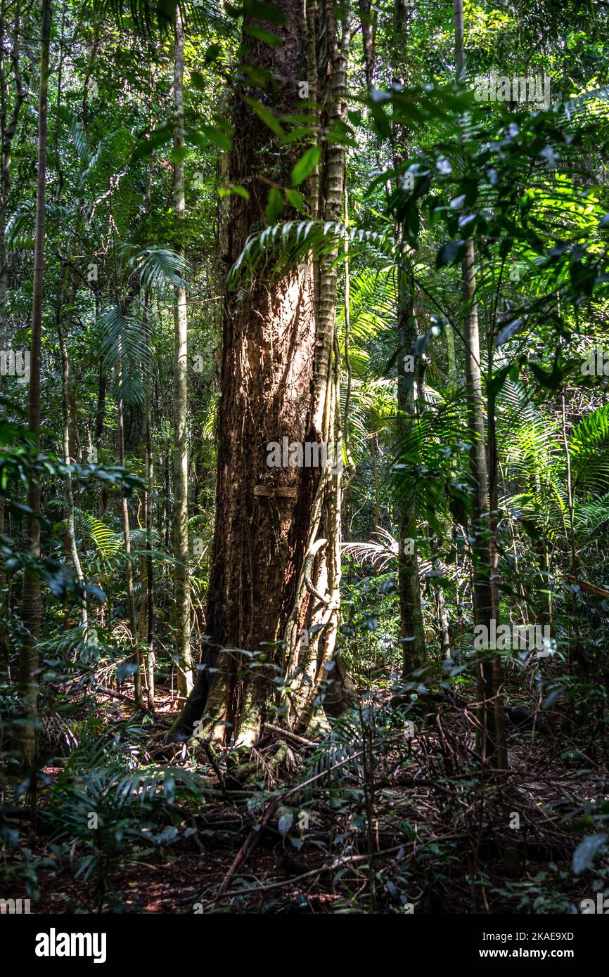 A thick tree trunk in the woods under sunlight Stock Photo - Alamy