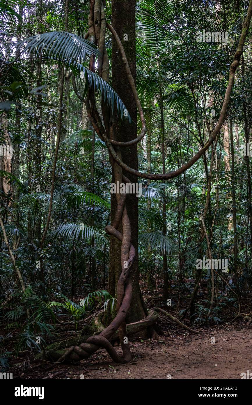 A tree with a curvy thin trunk in the beautiful woods Stock Photo - Alamy