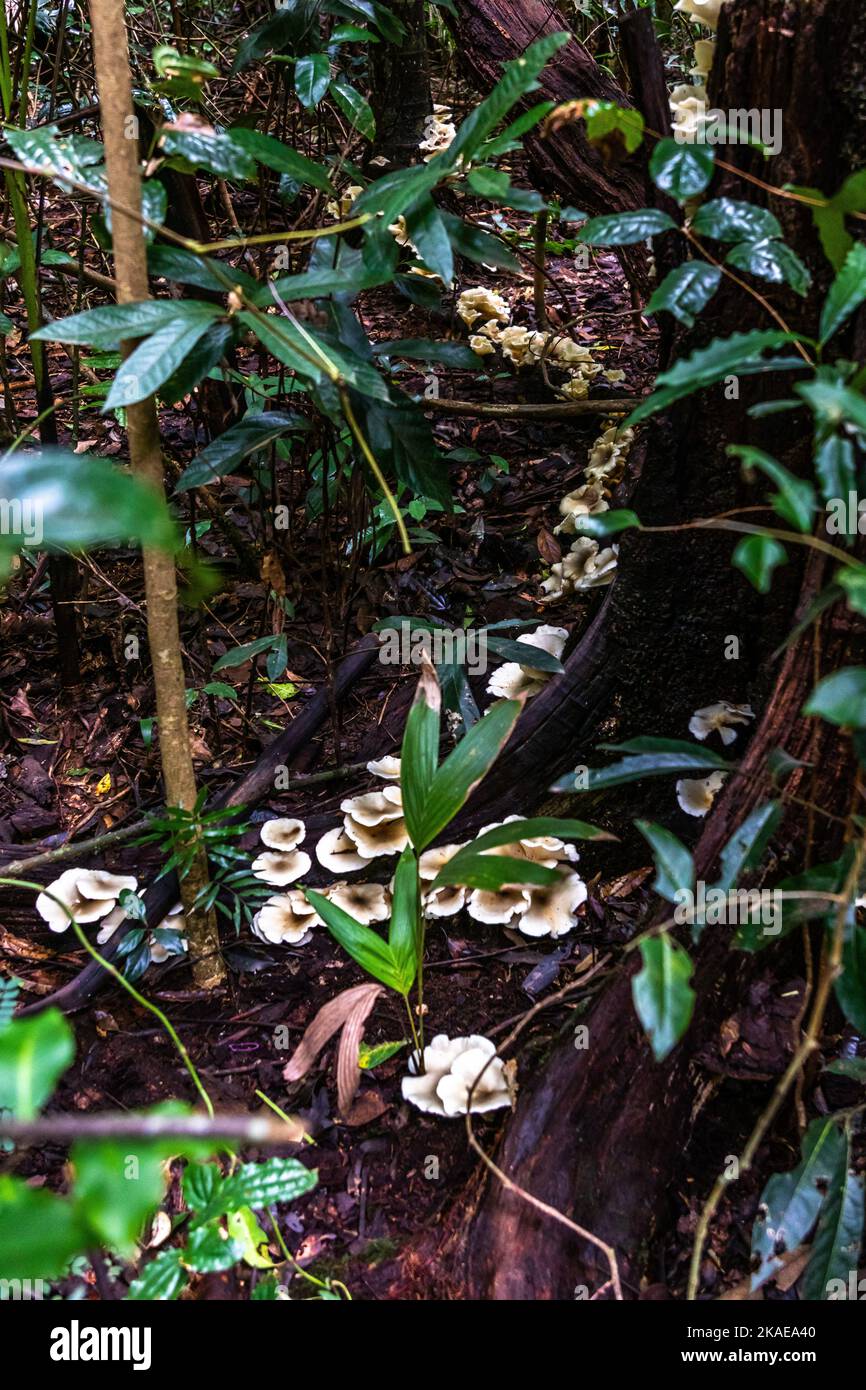 A group of small white mushrooms growing near tree roots in the woods ...
