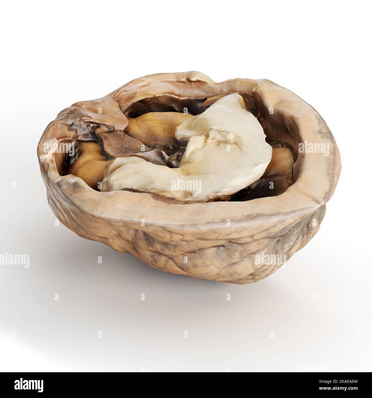 A 3D rendering of a walnut isolated on a white background Stock Photo ...