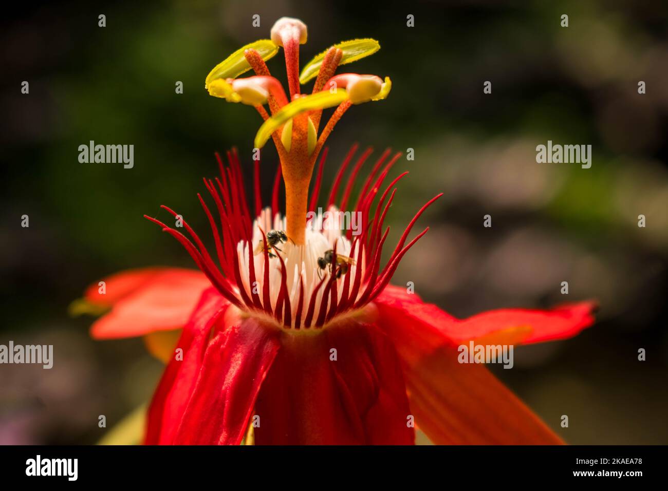 A closeup of a red Passion Flower with pistils on blurred background ...