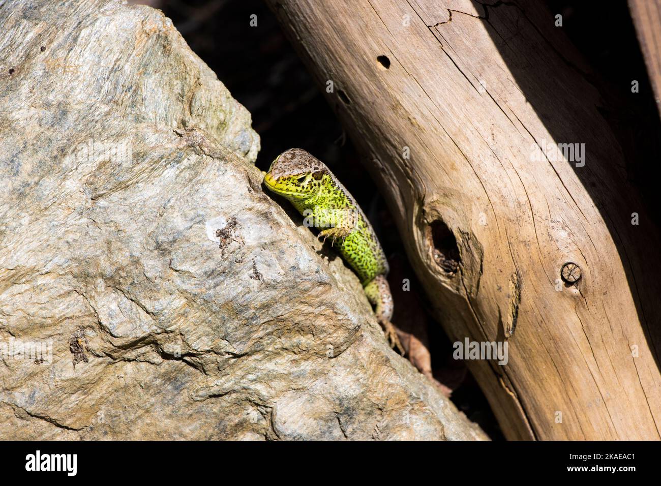 A closeup of a cute little sand lizard sunbathing on a rock in a sunny ...