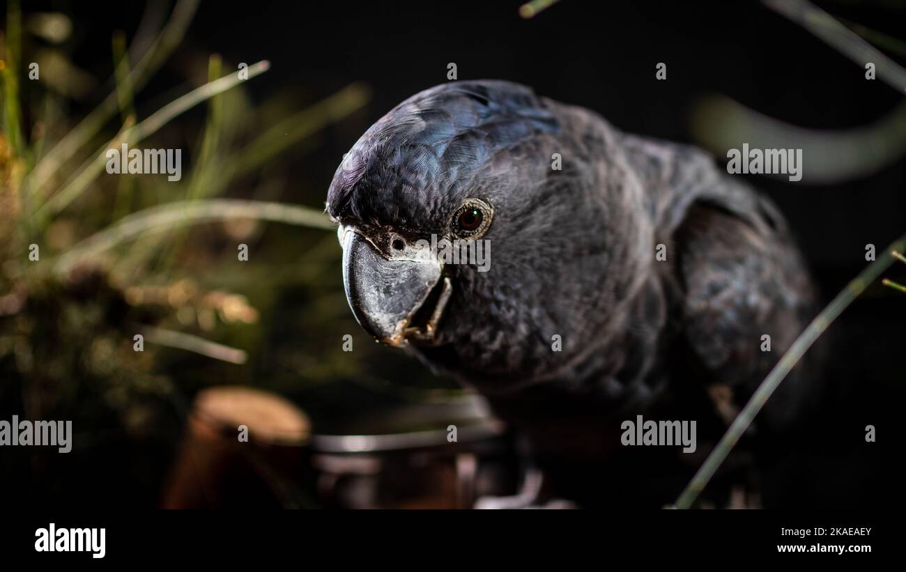 A Seychelles black parrot (Coracopsis barklyi) with plants in dark ...