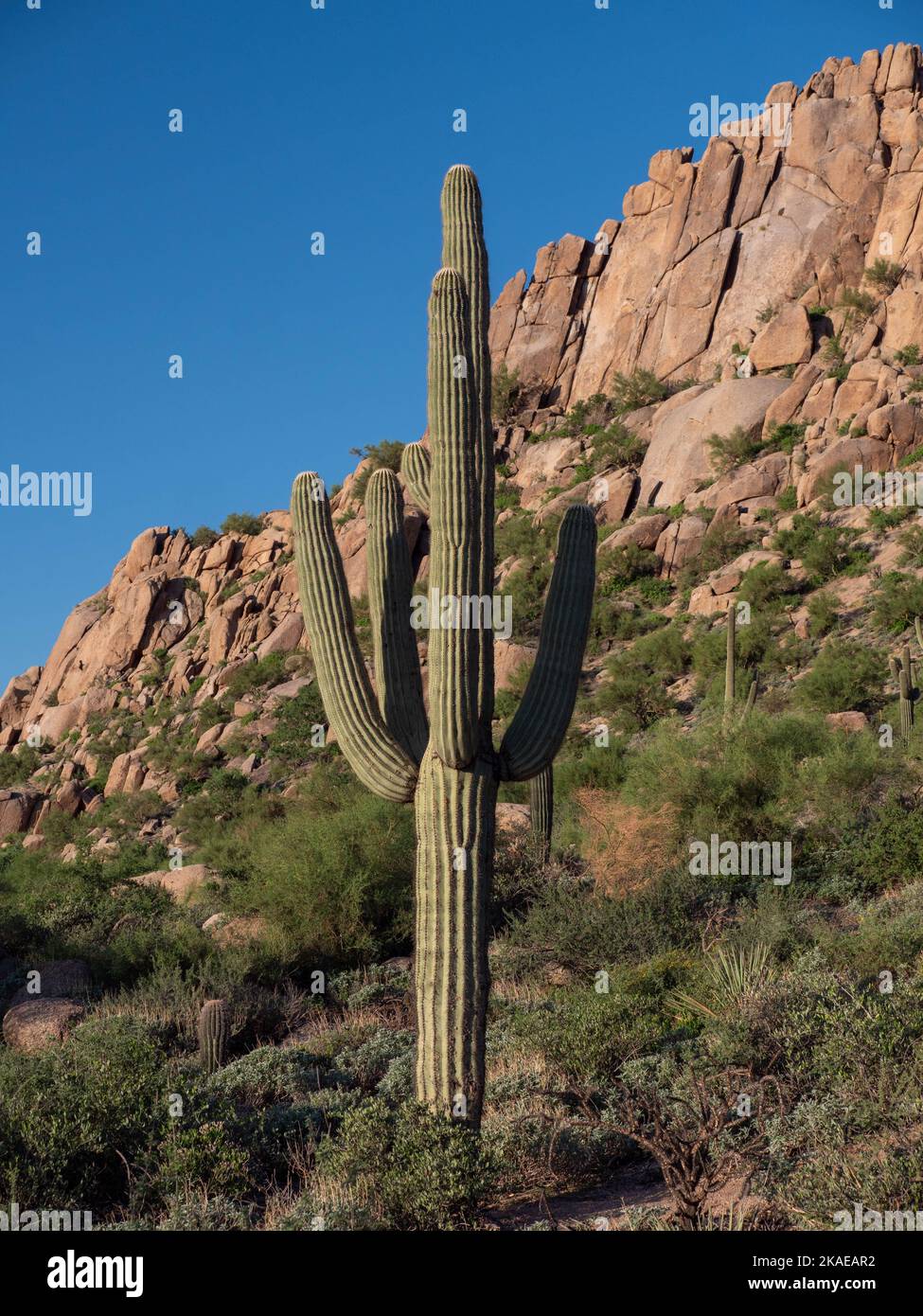 A vertical shot of a cactus on a grass ground under clear blue sky ...
