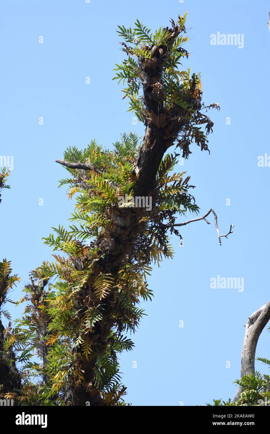 Parasite plants on a branch of a big dead tree. AJC Bose Indian Botanic ...