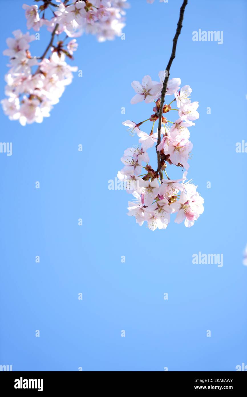 A vertical shot of beautiful cherry blossom flowers found growing on ...