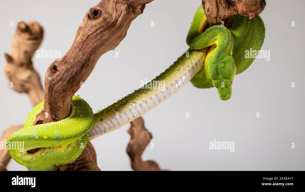 A green tree python (Morelia viridis) stretching across a log on a ...