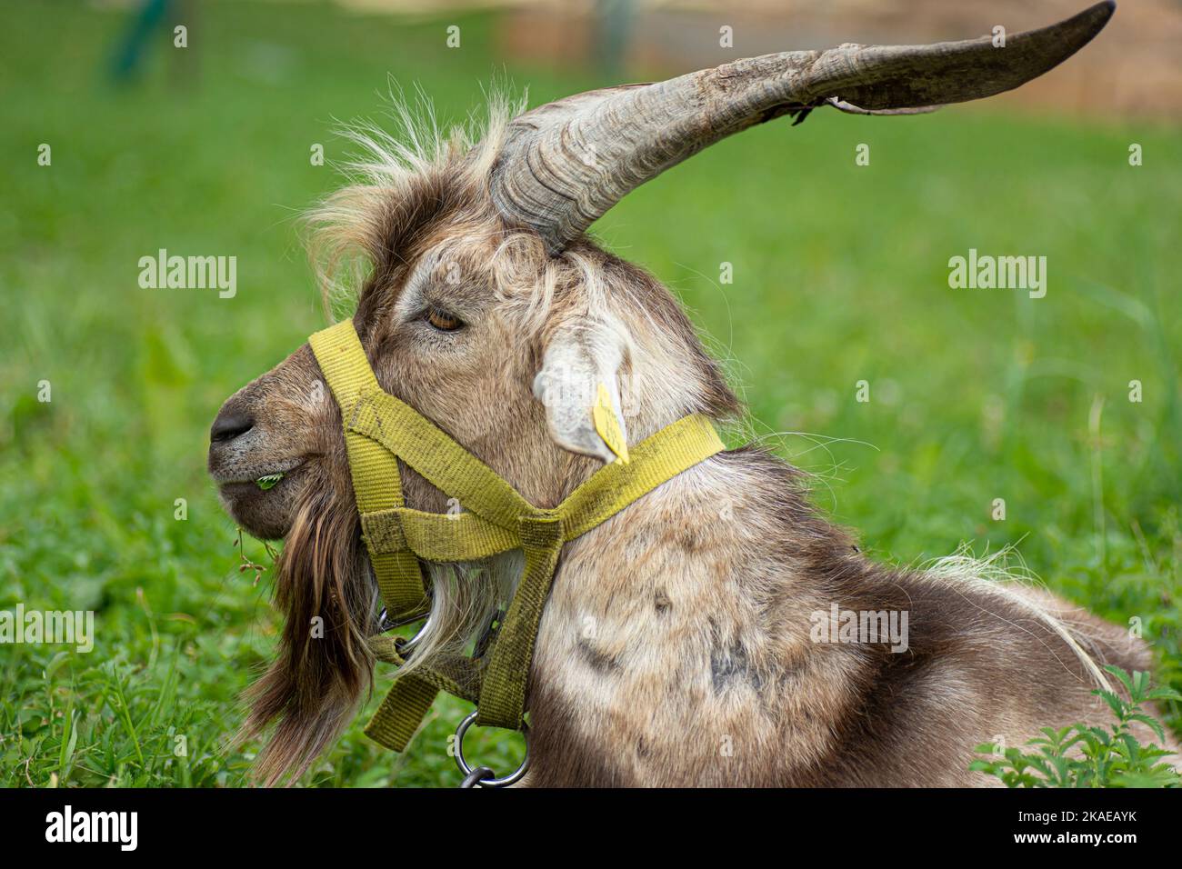 Portrait of a happy goat eating grass with big horns Stock Photo - Alamy