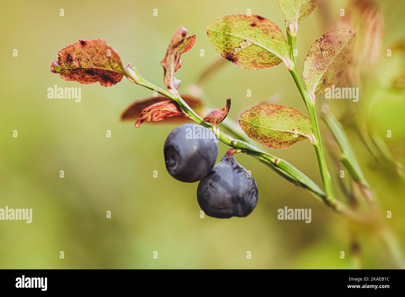closeup of forest blueberries in green background Stock Photo - Alamy