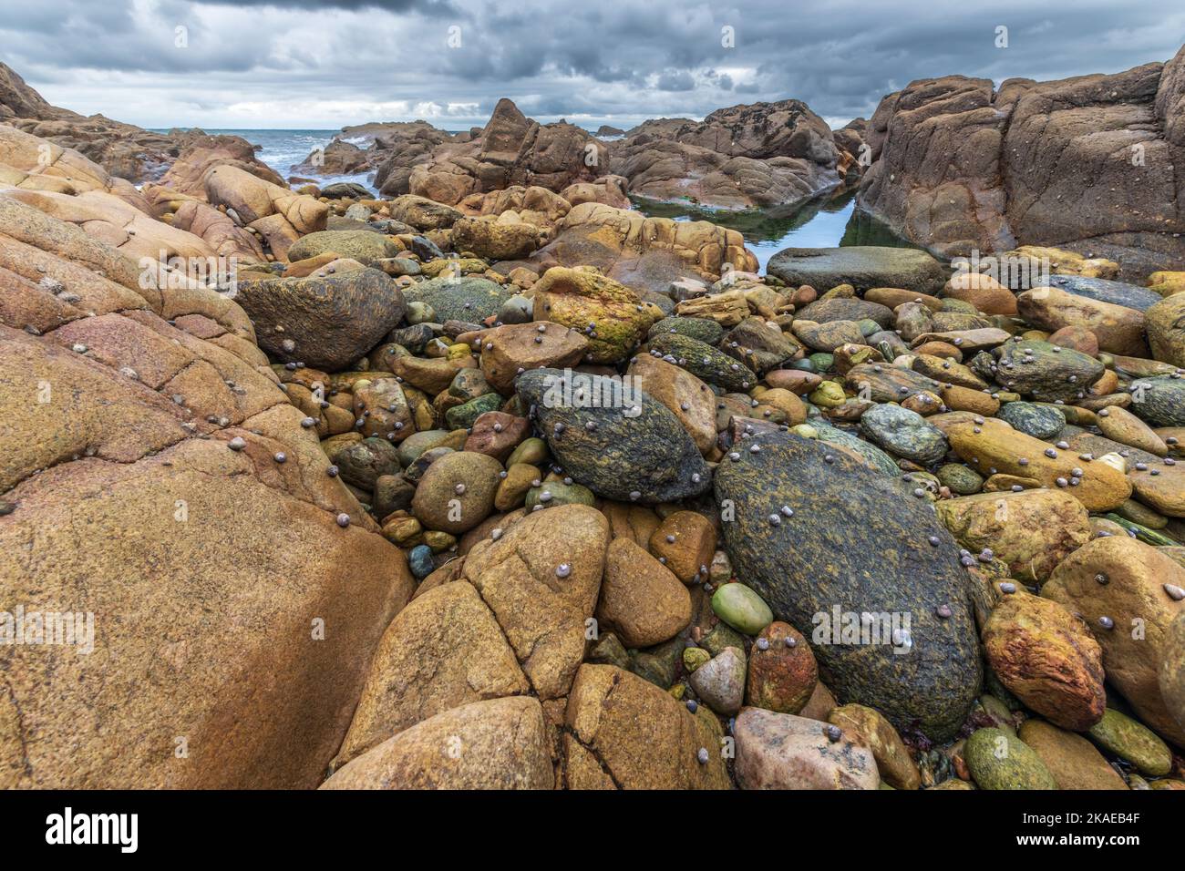 Rocks covered with shells on the Atlantic coast. Sables d'Olonne ...