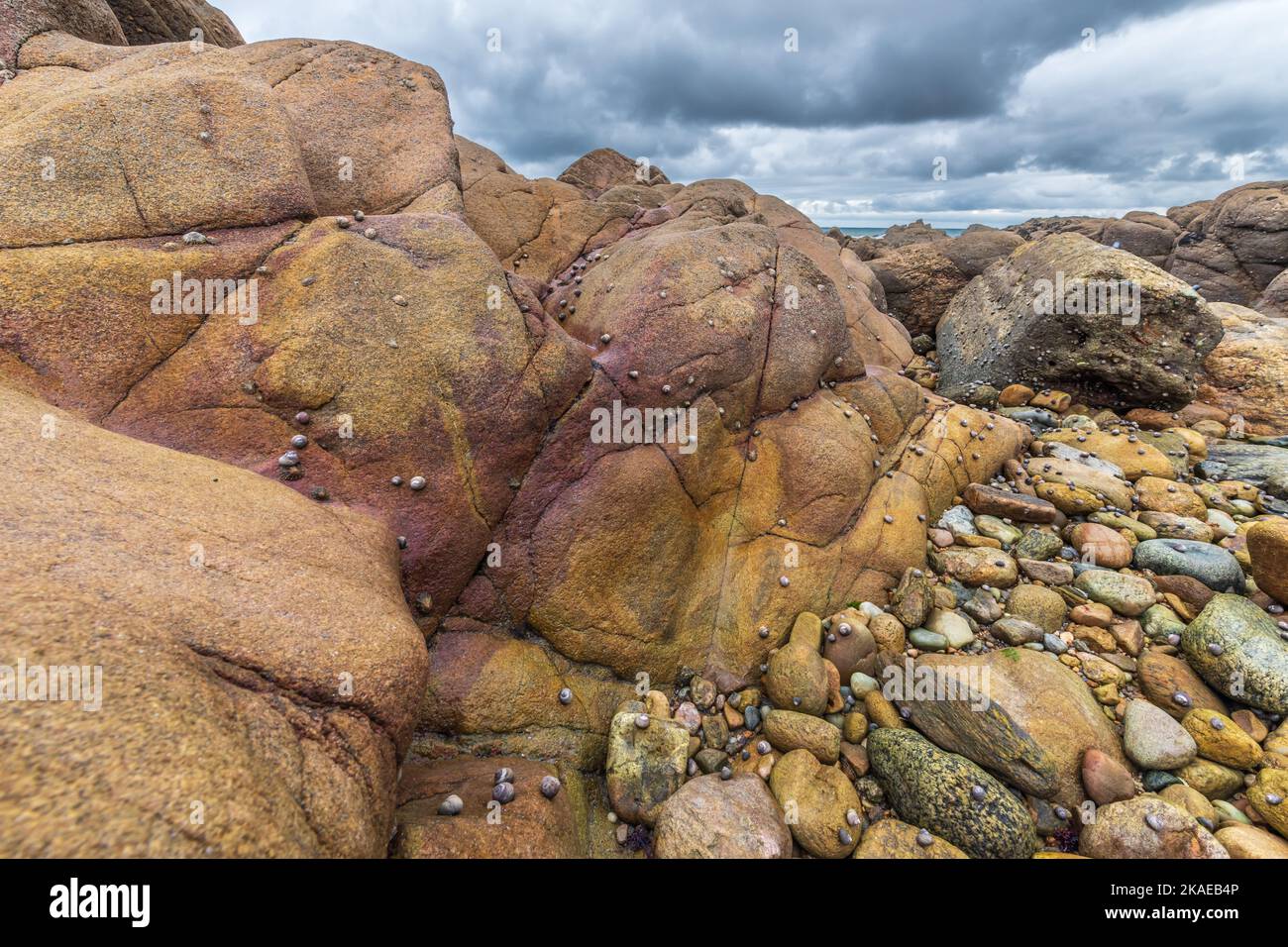 Rocks covered with shells on the Atlantic coast. Sables d'Olonne ...