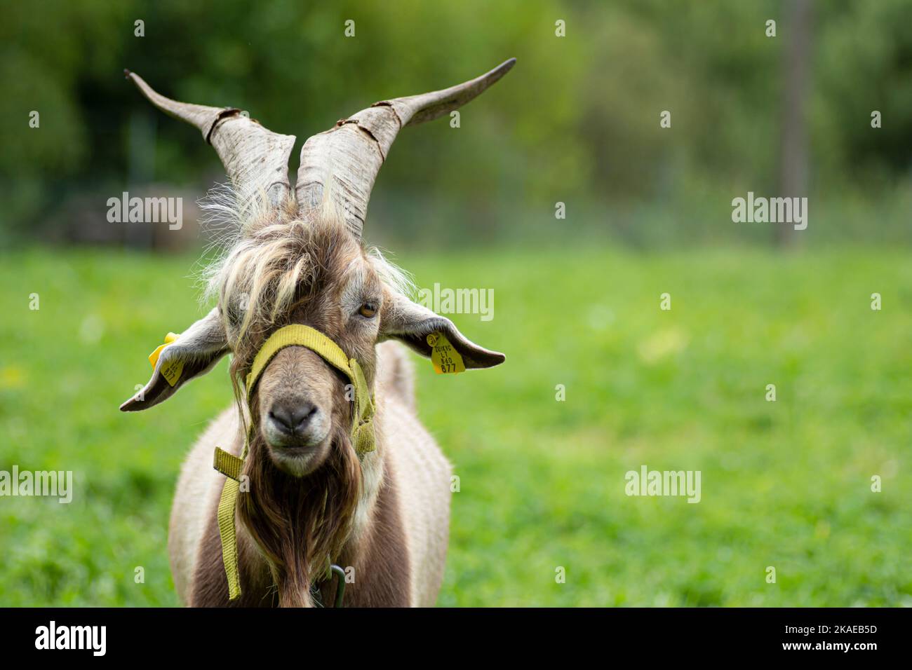 Portrait of a happy goat eating grass with big horns Stock Photo - Alamy