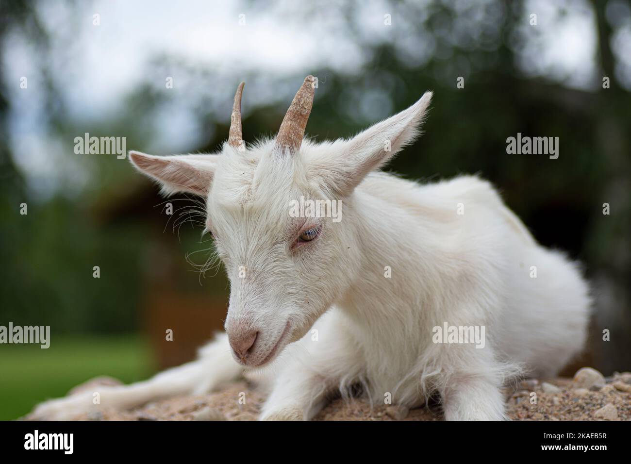 Close up white young goat hi-res stock photography and images - Alamy