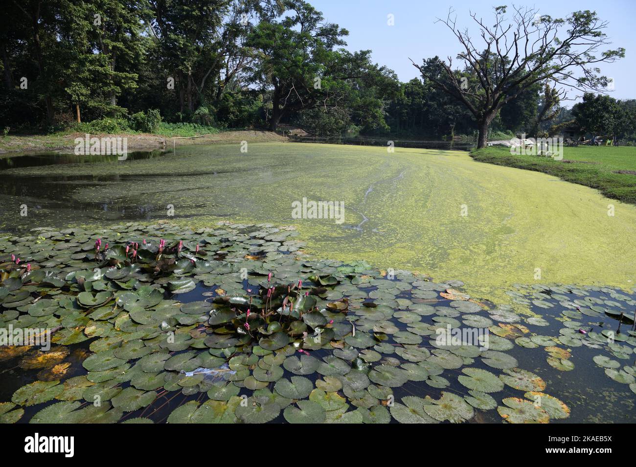 Water lily leaves in the King's lake. AJC Bose Indian Botanic Garden. Howrah, West Bengal, India ...
