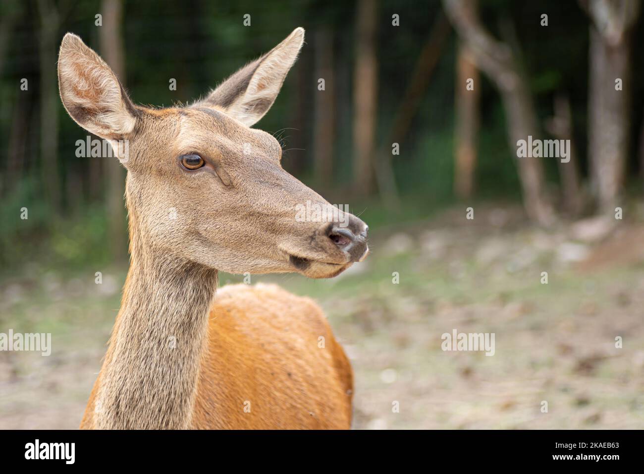 closeup portrait of a deer looking away from camera Stock Photo - Alamy