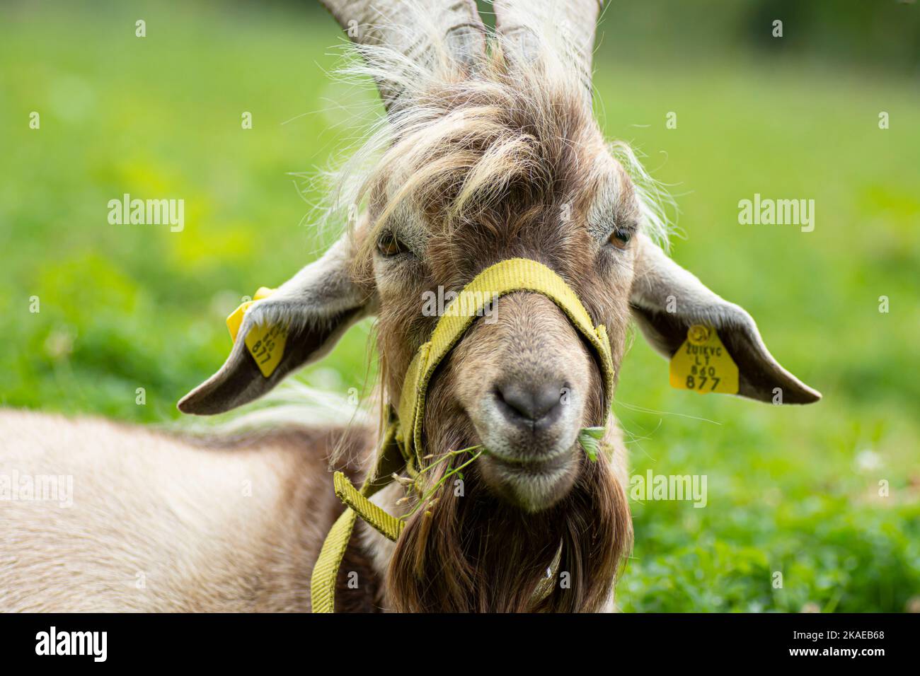 Portrait of a happy goat eating grass with big horns Stock Photo - Alamy
