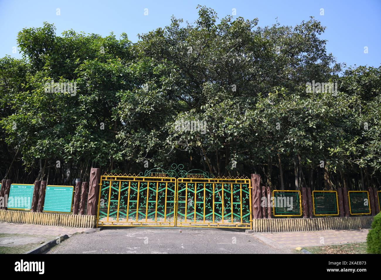 The Great Banyan (Ficus benghalensis) tree at the AJC Bose Indian ...