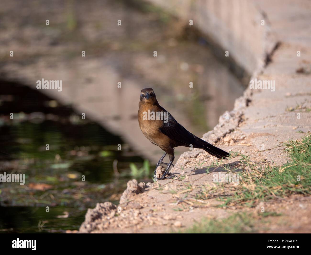 Common grackle flying hi-res stock photography and images - Alamy
