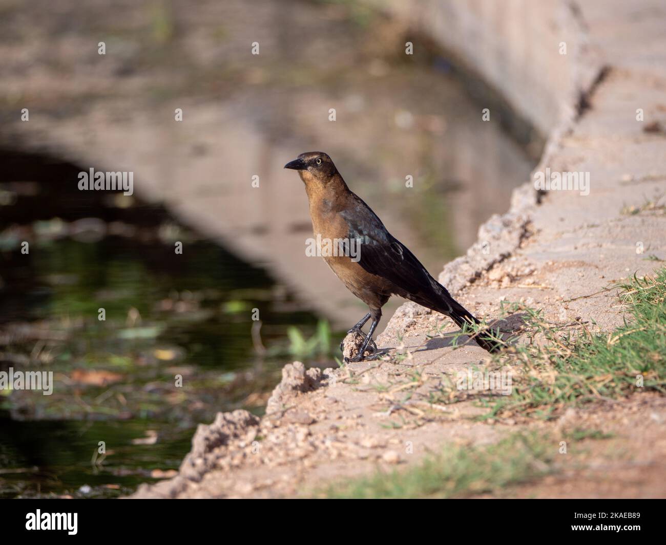 Common grackle flying hi-res stock photography and images - Alamy