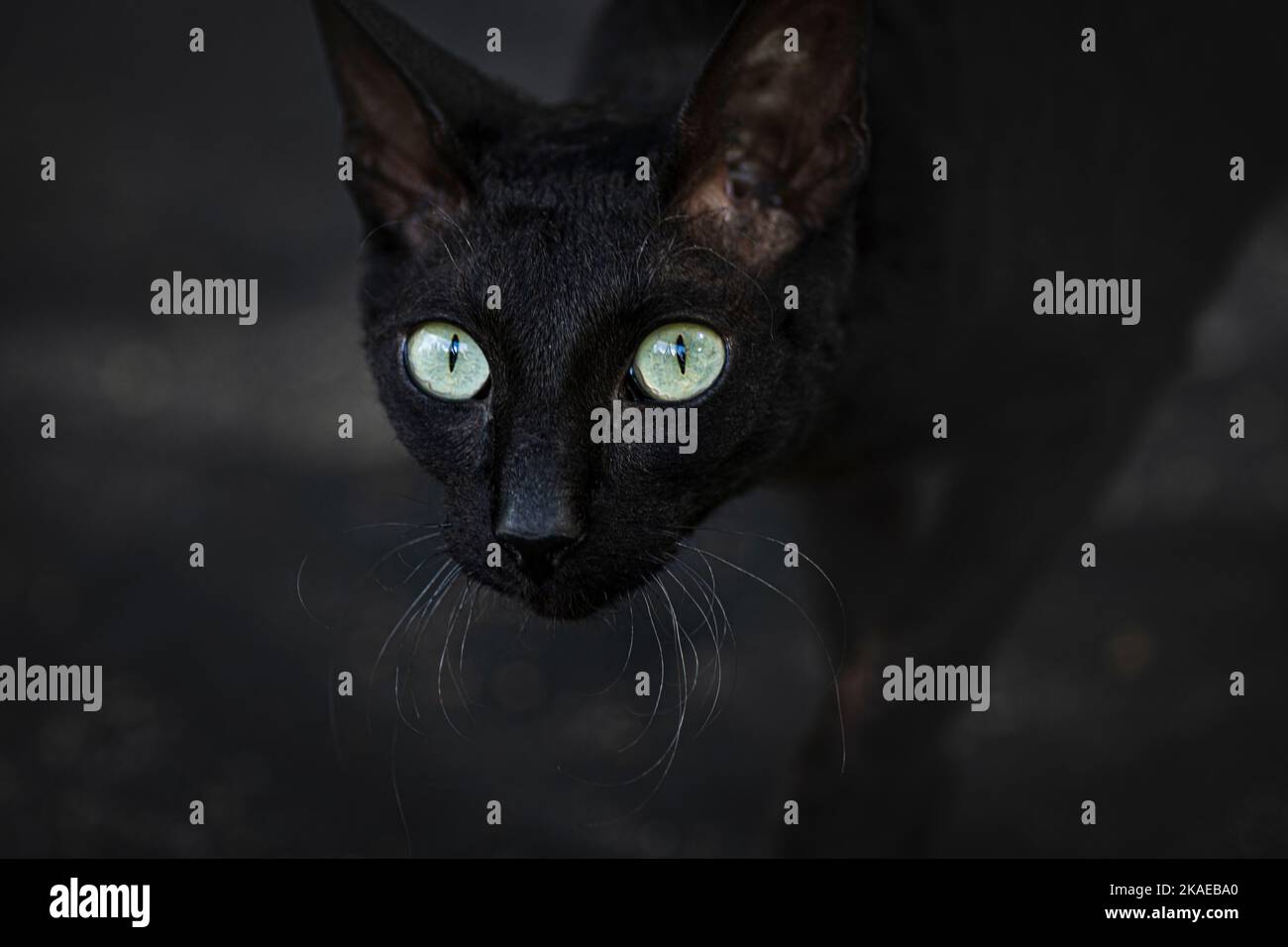 Black cat sneaky looking from hiding place outdoors Stock Photo - Alamy