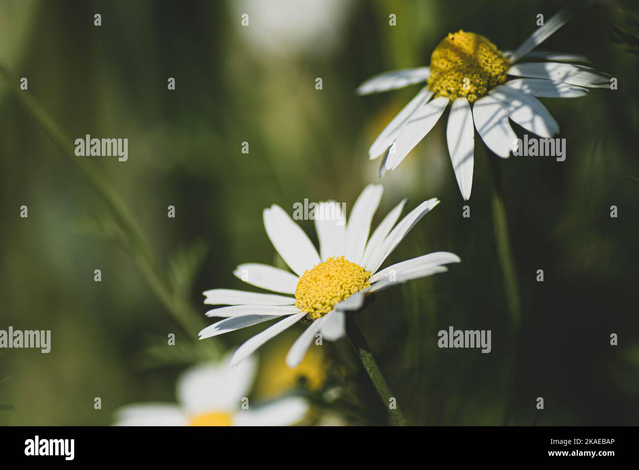 Three petal flower hi-res stock photography and images - Alamy