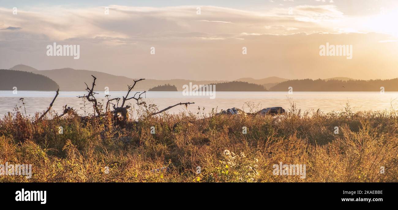 Saltwater marsh on Padilla Bay, Samish Island, Washington State, USA ...