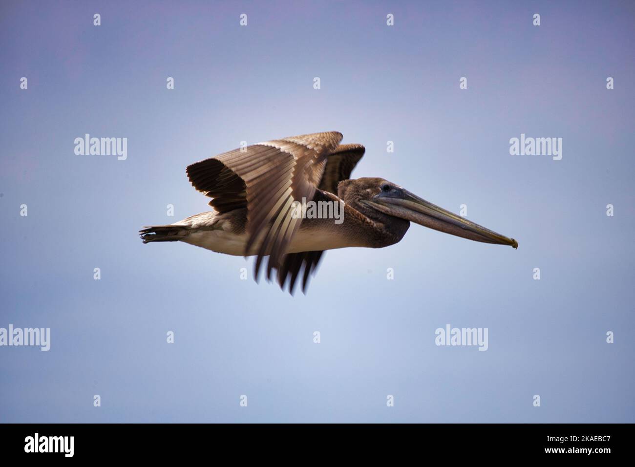 A flying brown pelican spreading its wings gracefully Stock Photo - Alamy