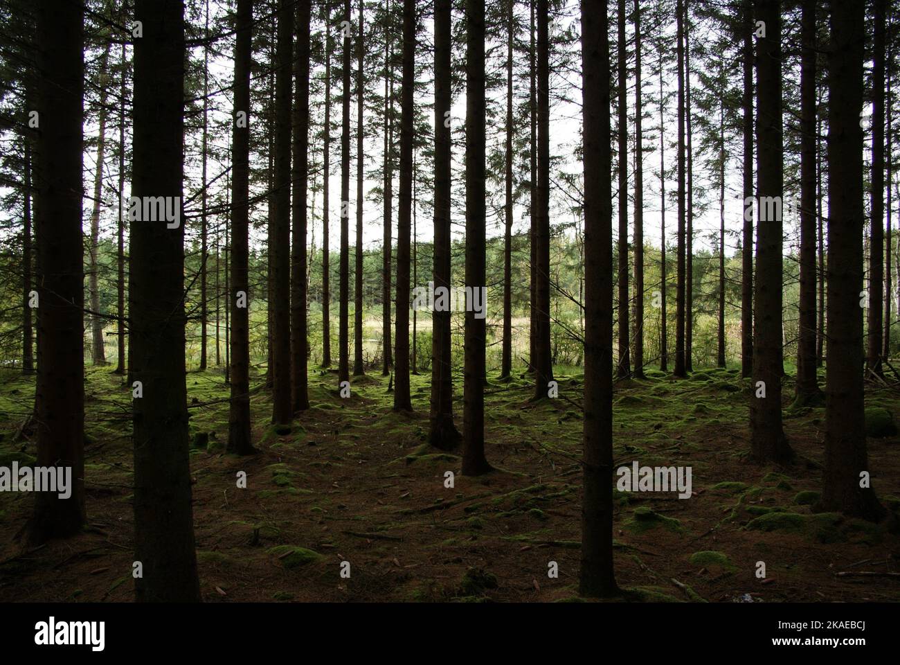 A landscape view of tall black forest trees in dim color tones Stock ...