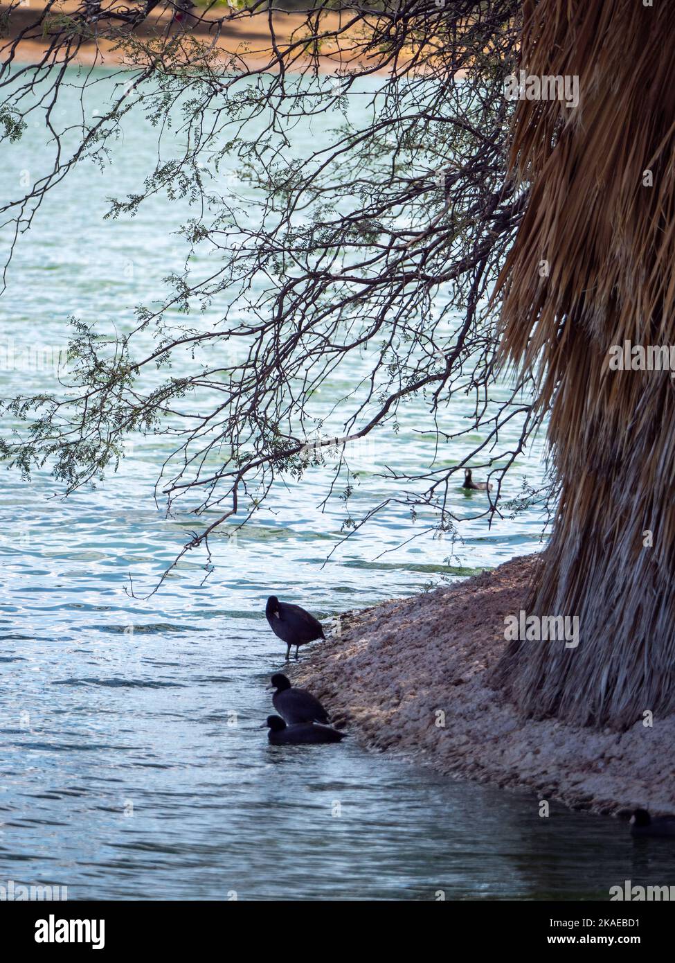 A vertical shot of coot birds on the shore of a lake under the huge ...