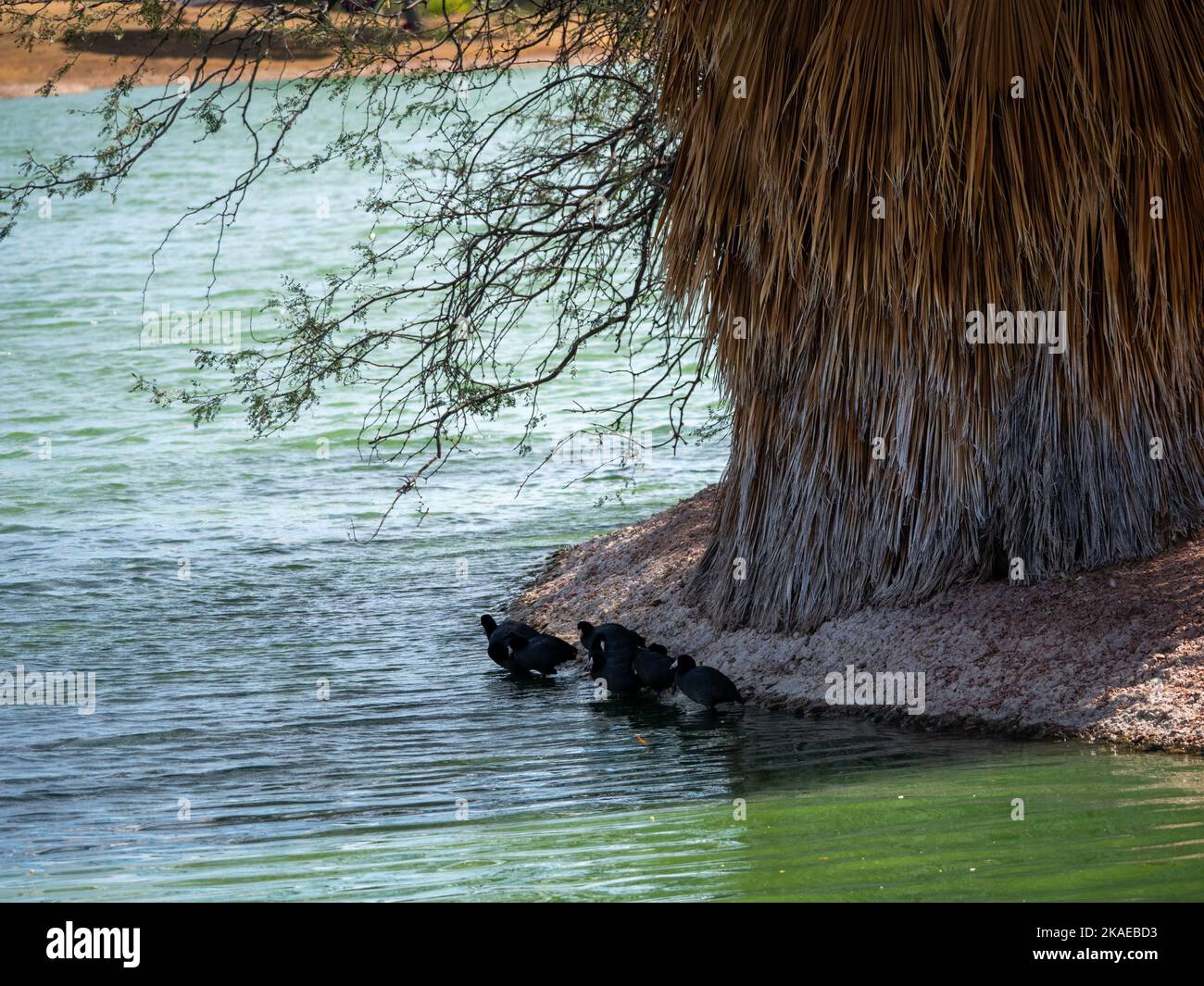 A group of coot birds on the shore of a lake under the huge tree Stock ...