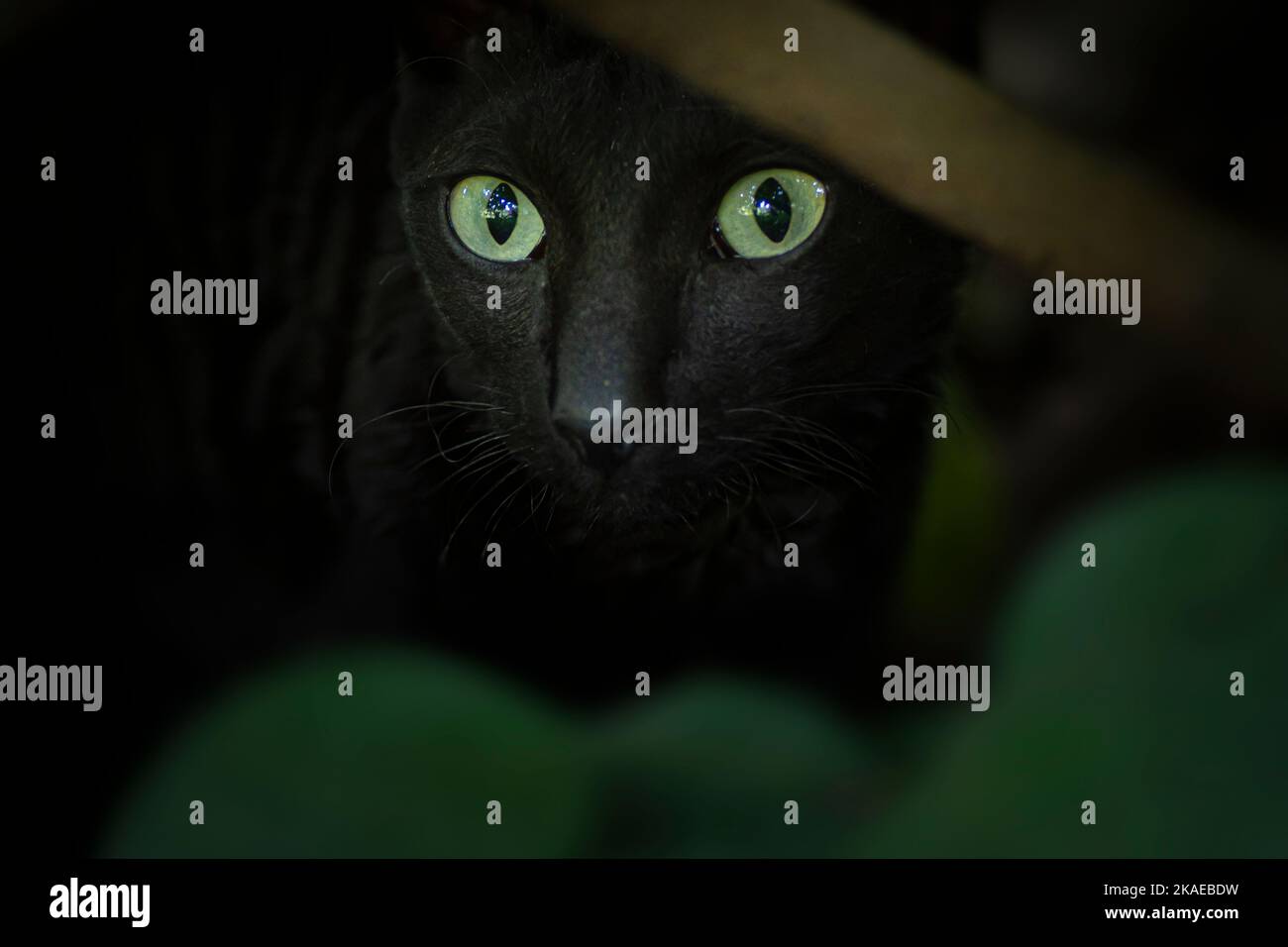 Black cat sneaky looking from hiding place outdoors Stock Photo - Alamy