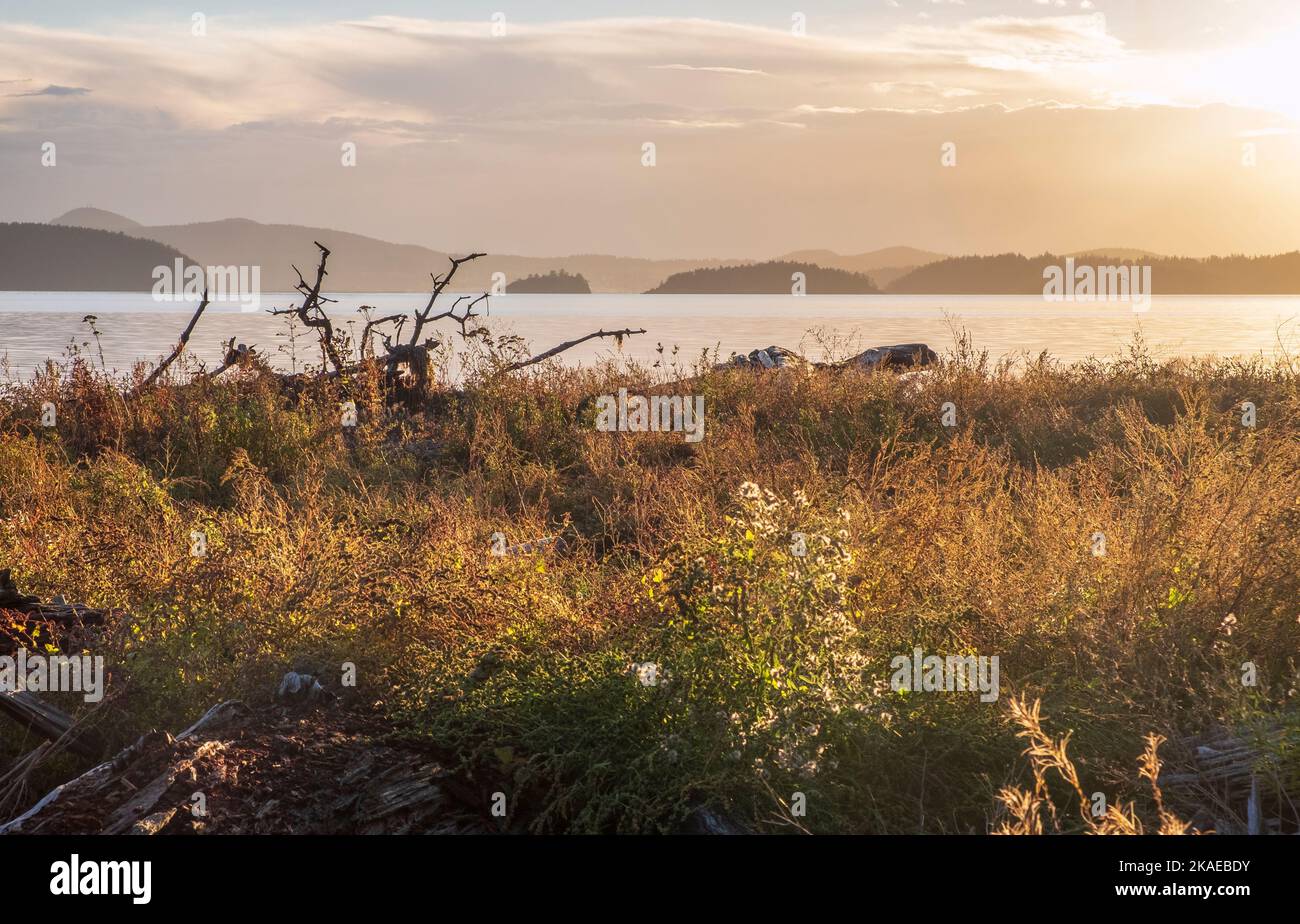 Saltwater marsh on Padilla Bay, Samish Island, Washington State, USA ...
